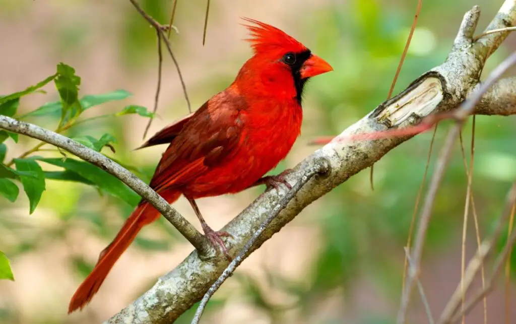 Spiritual Meaning of Red Cardinal: What Does This Bird Symbolize ...